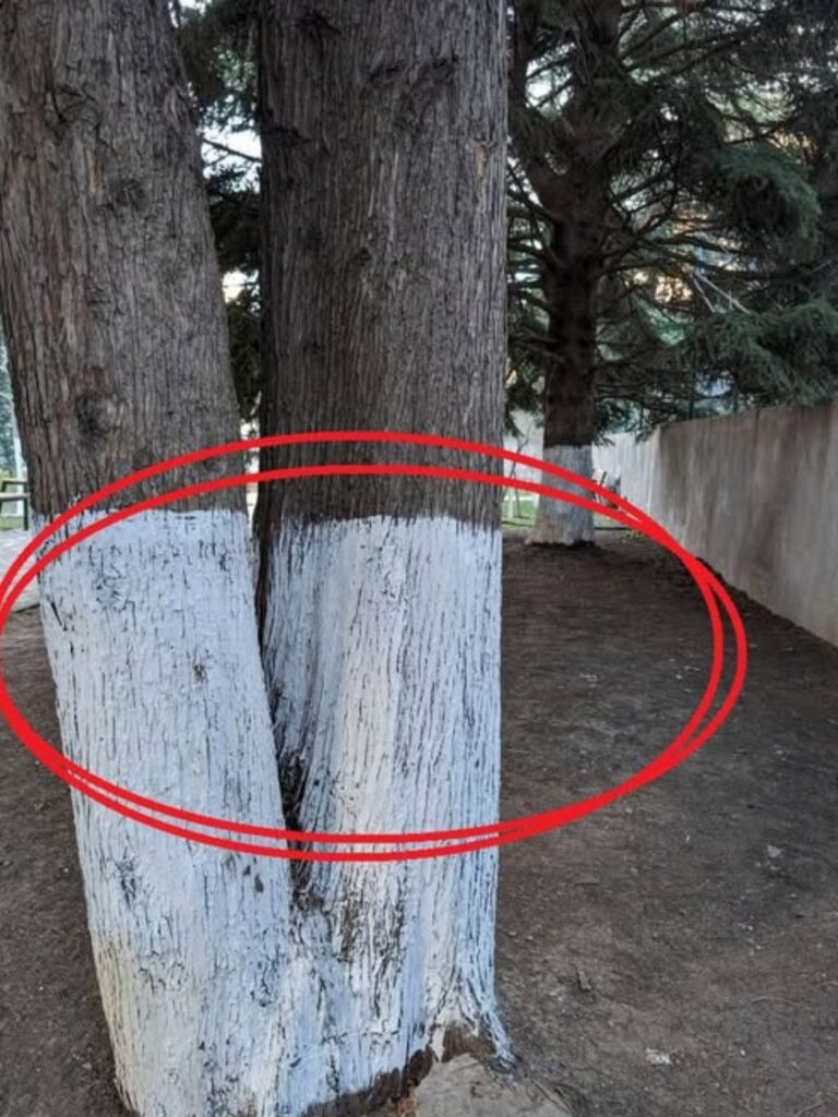 Why Are Some Trees Painted White? The Surprising Winter Secret That ...